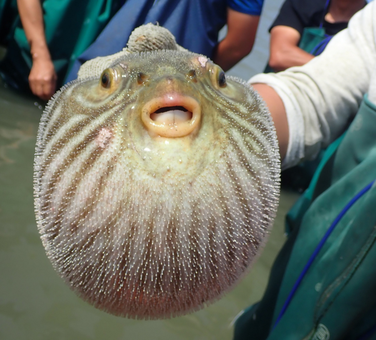 友種小百科｜台江漁夫課的明星-河豚 | 環境友善種子